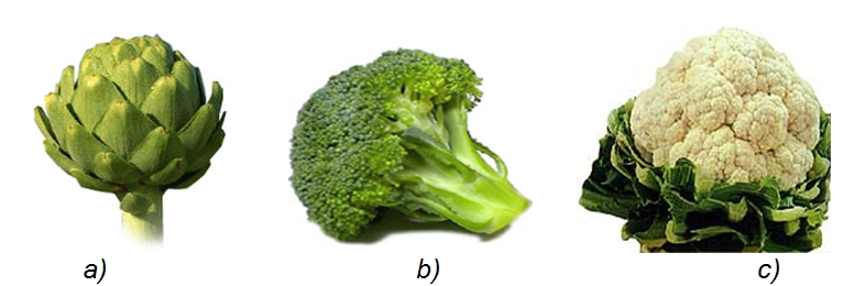 Povrće u Bosni i Hercegovini | Tehnologija hrane