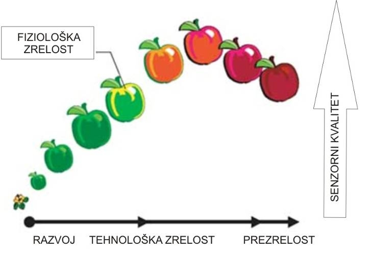 Zrenje voća i povrća | Tehnologija hrane