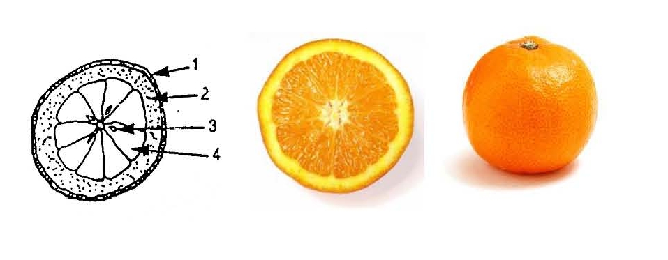 Opća svojstva i podjela voća i povrća | Tehnologija hrane