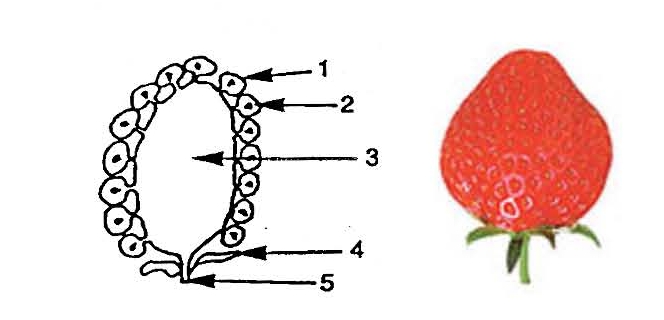 Opća svojstva i podjela voća i povrća | Tehnologija hrane