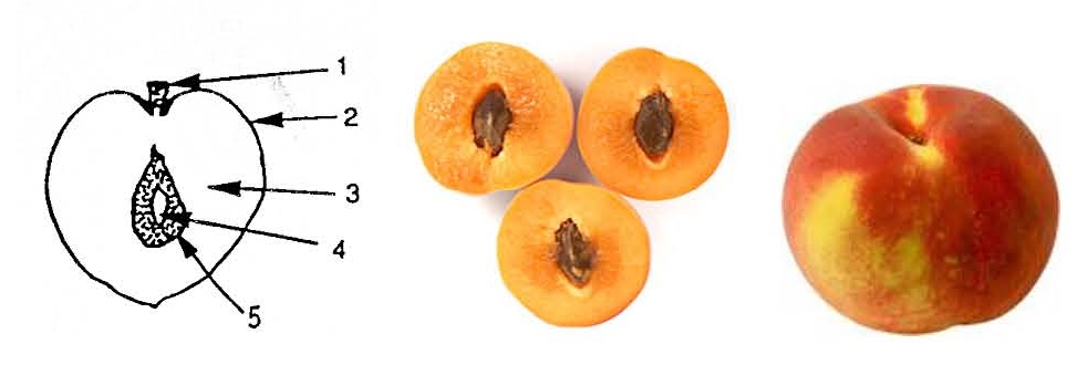 Opća svojstva i podjela voća i povrća | Tehnologija hrane