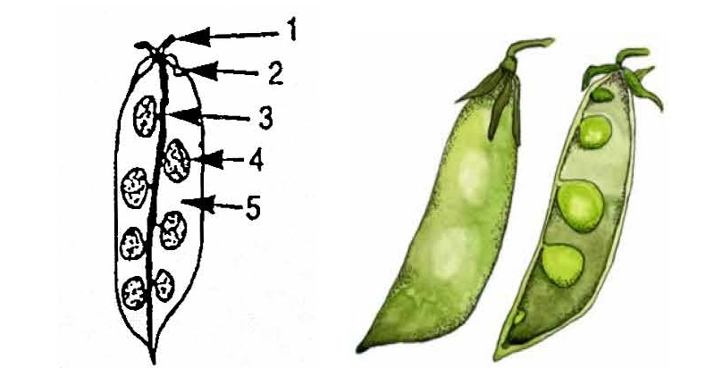 Opća svojstva i podjela voća i povrća | Tehnologija hrane