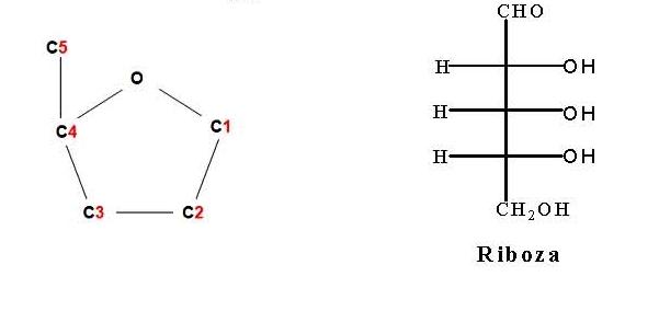 Hemijski sastav voća i povrća | Tehnologija hrane