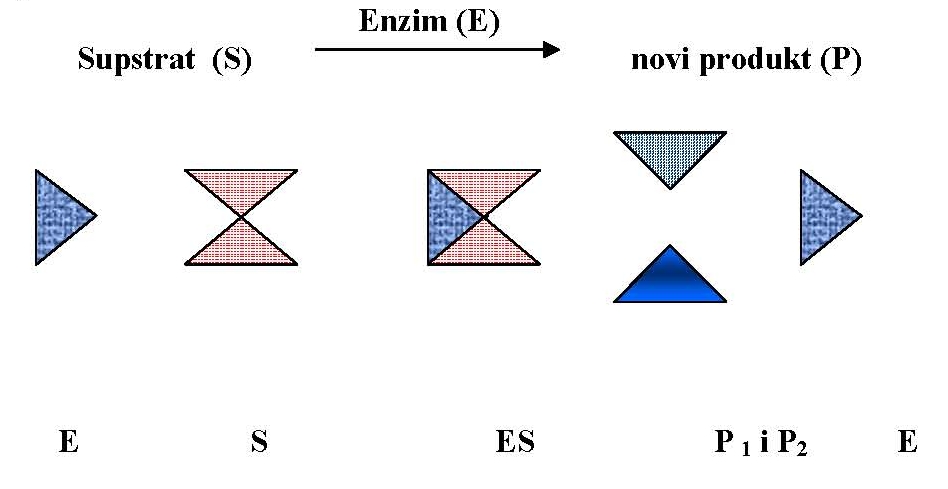 Biljni pigmenti | Tehnologija hrane