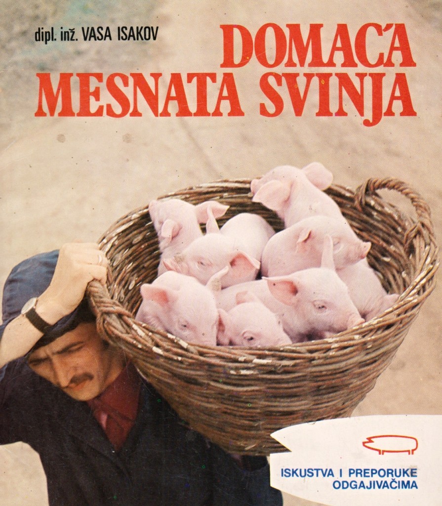 Domaća mesnata svinja