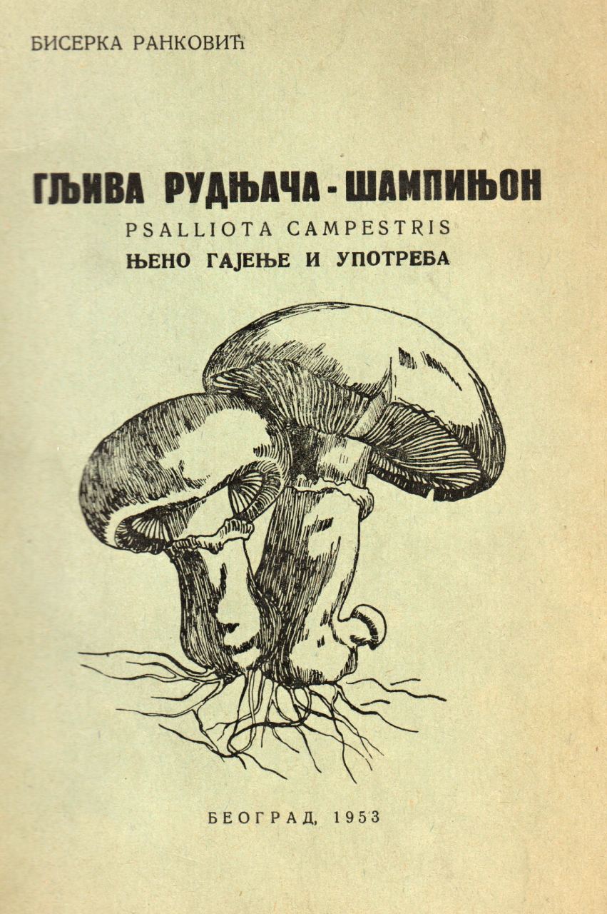 Gljiva rudnjača – šampinjon