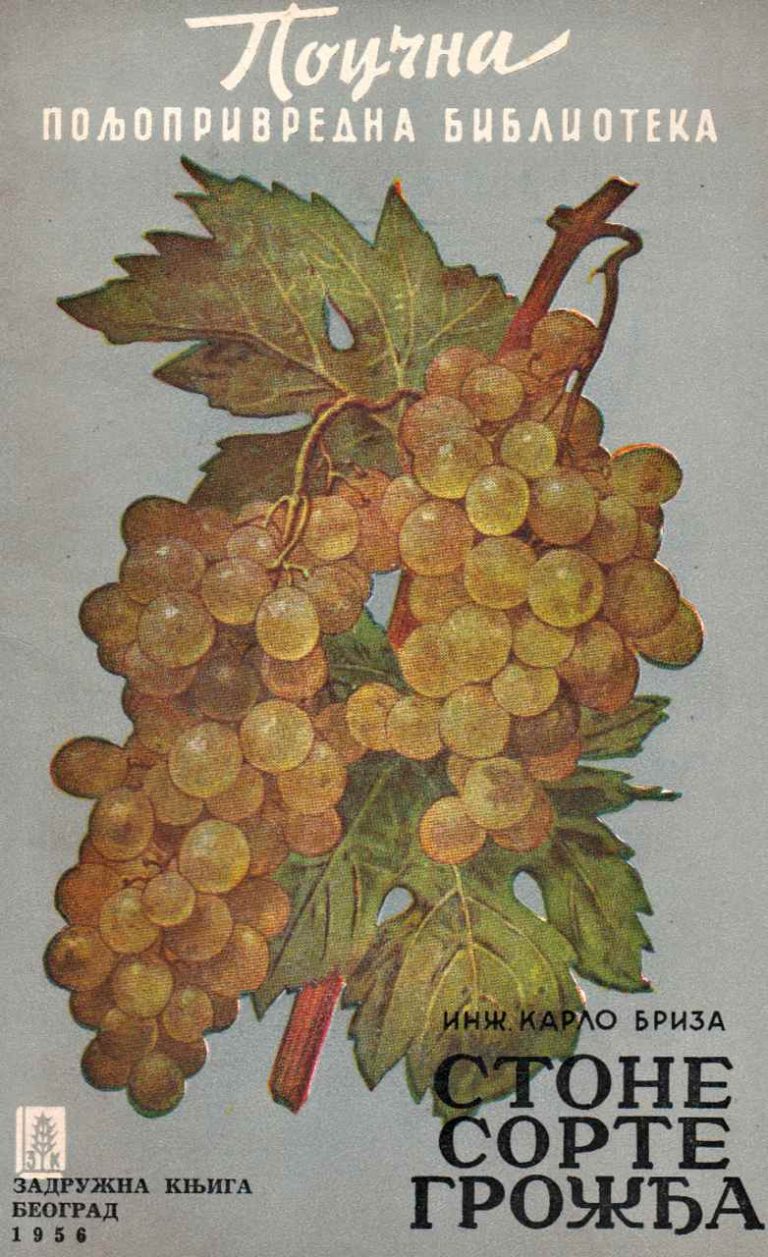 Stone sorte grožđa